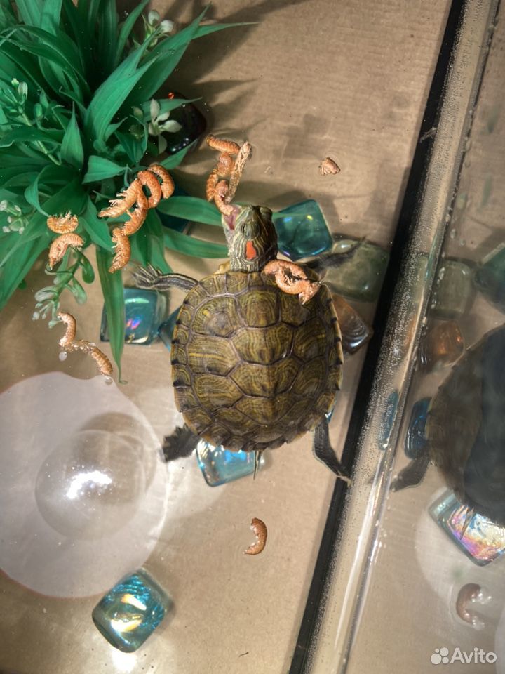 Красноухая черепаха