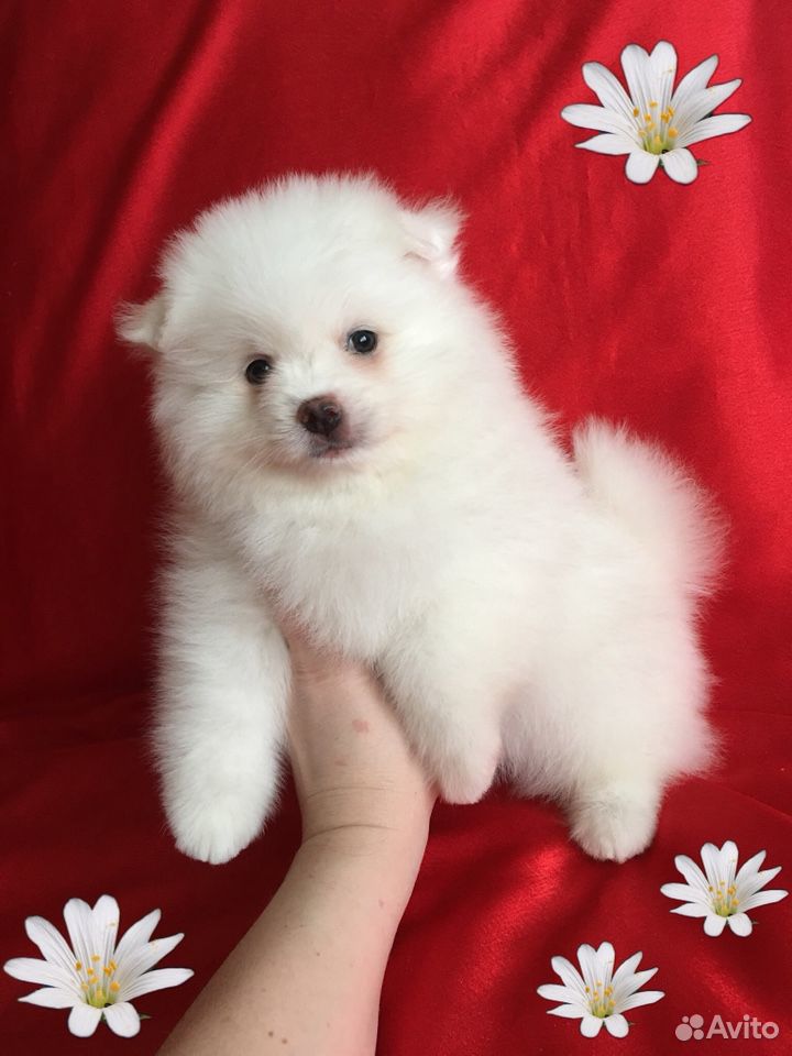 Шпиц (малый) Девушка