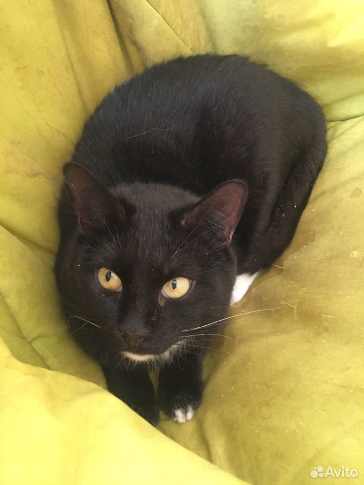 Кошечка Поночка в добрые руки