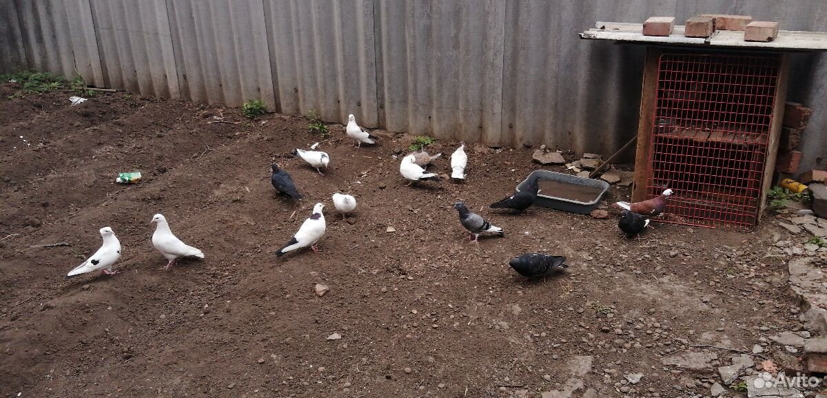 Голуби бойни