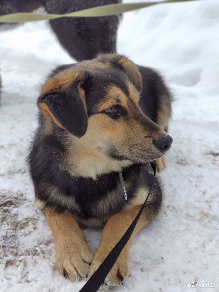 Щенок Тимошка