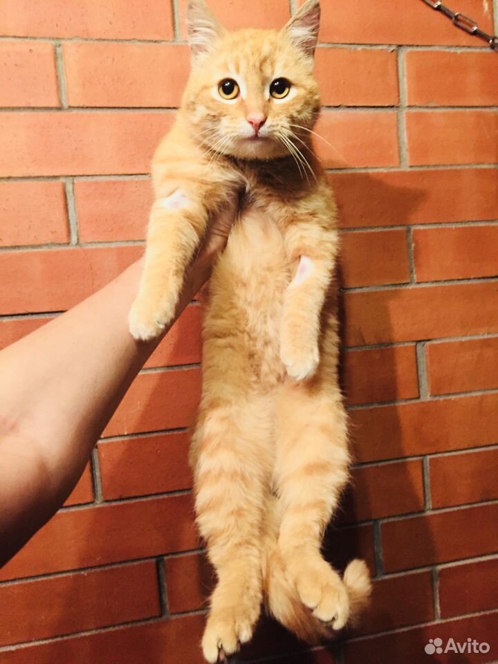 Котёнка оставили на улице из-за карантина