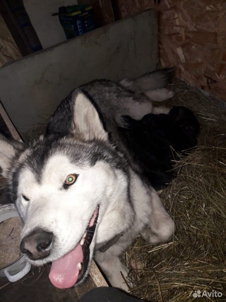 Аляскинский маламут