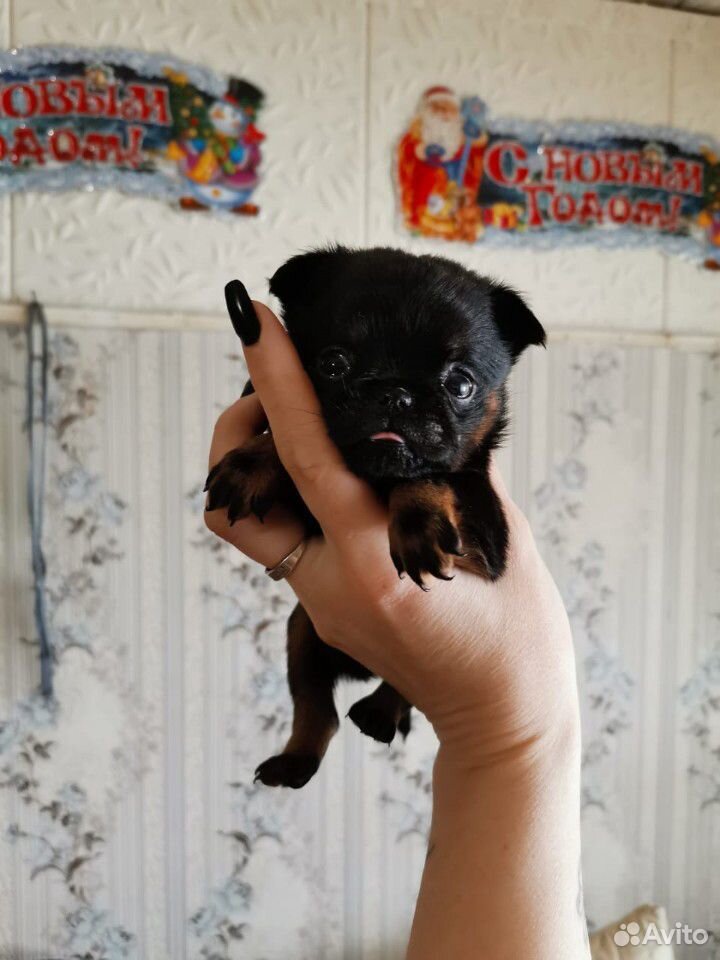 Пти брабансон