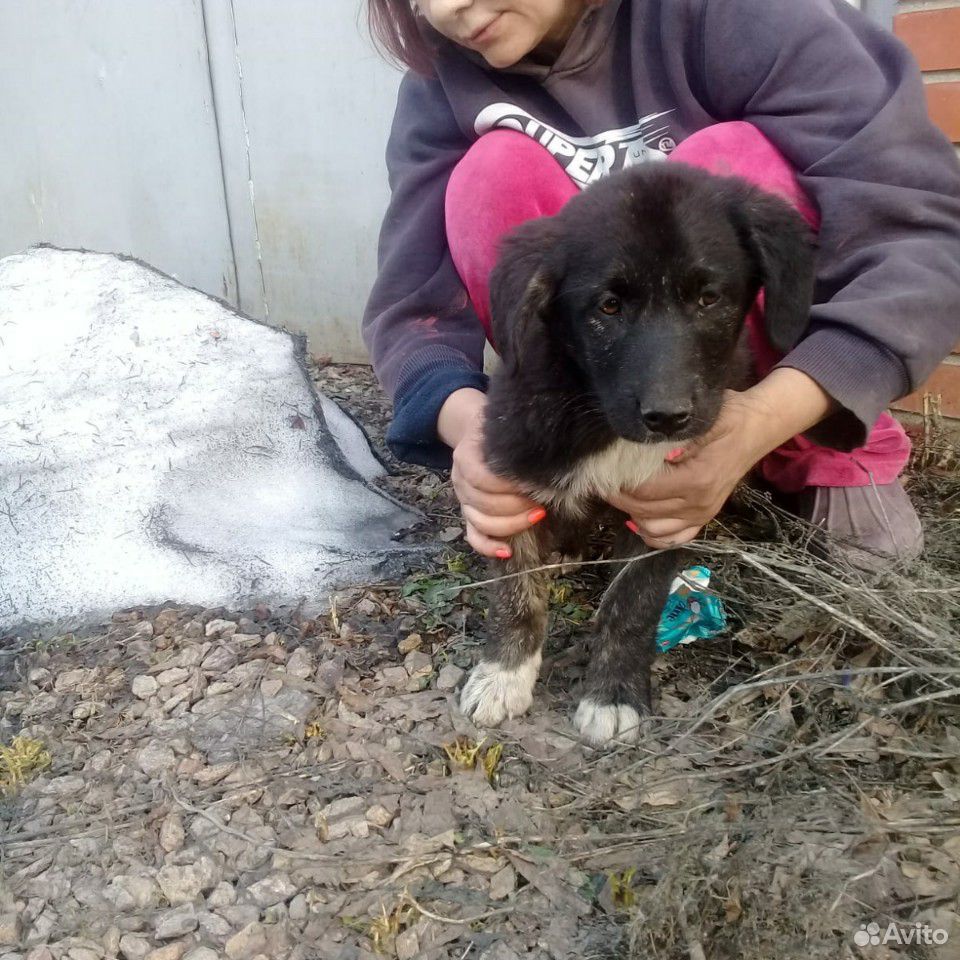 Щенок девочка 2.5 месяца