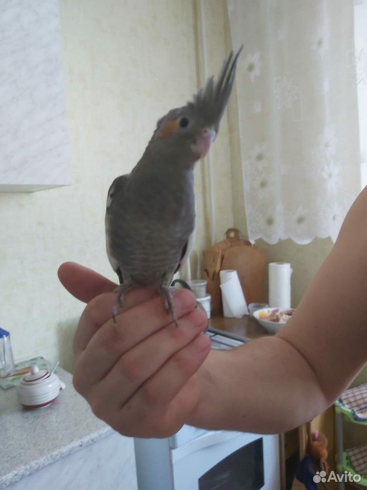 Папугай