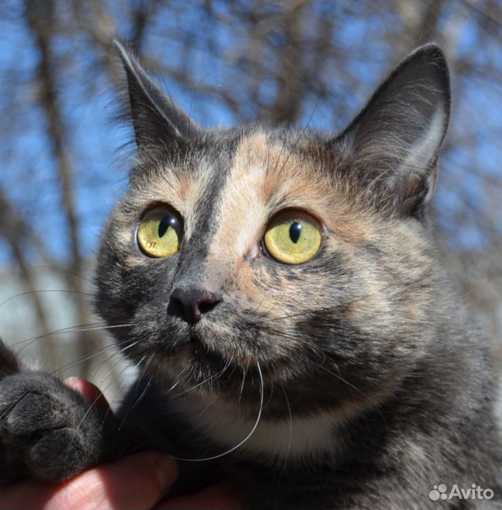 Кошечка Дымка стерильна