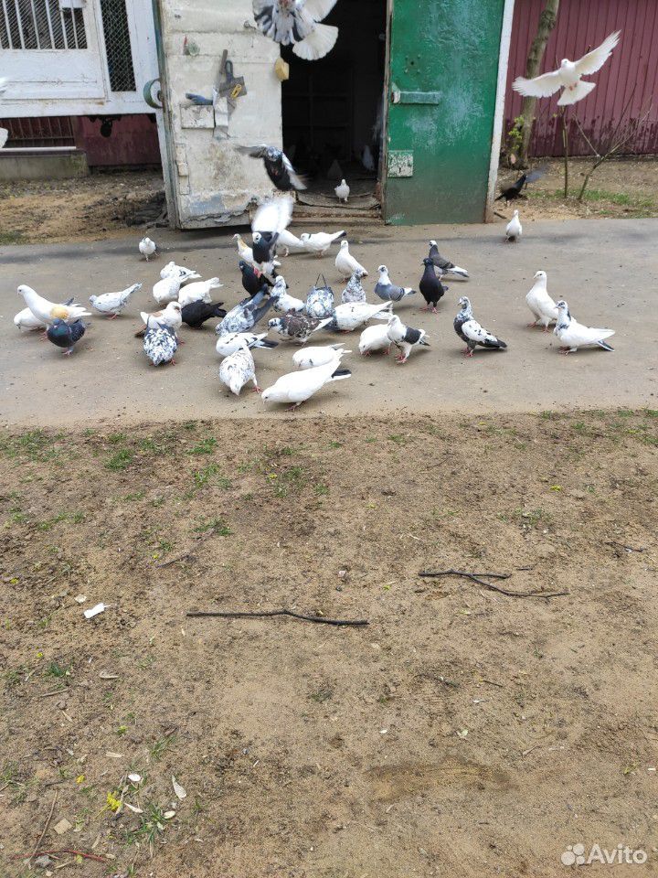 Голуби