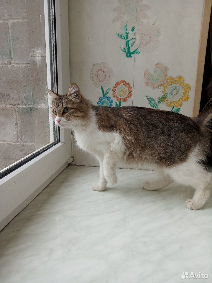 Кошечка в добрые руки