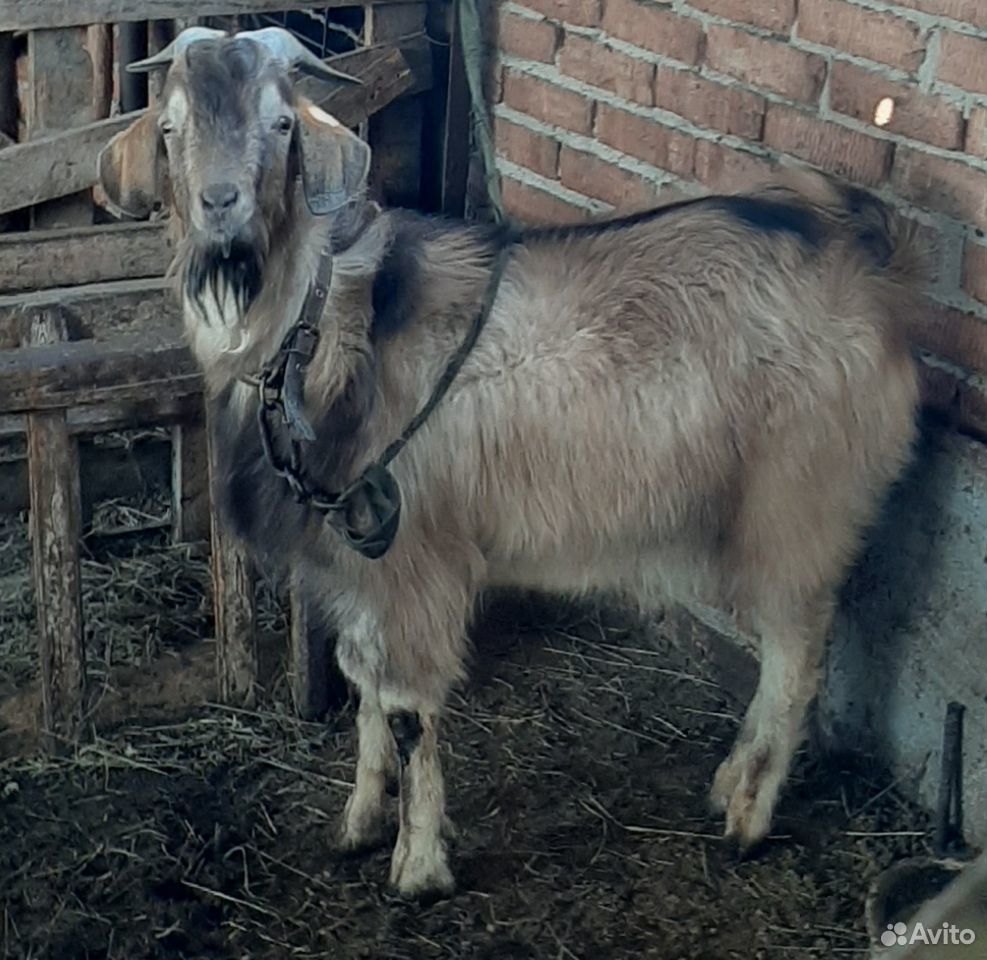 Продаётся горный козёл