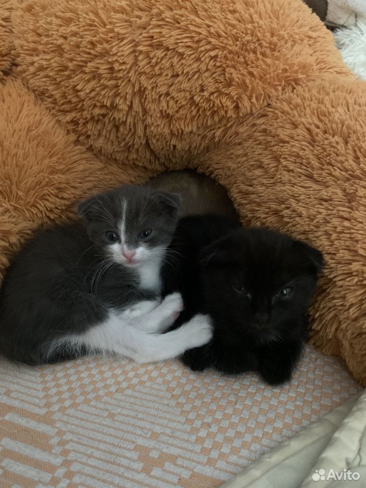 Котята