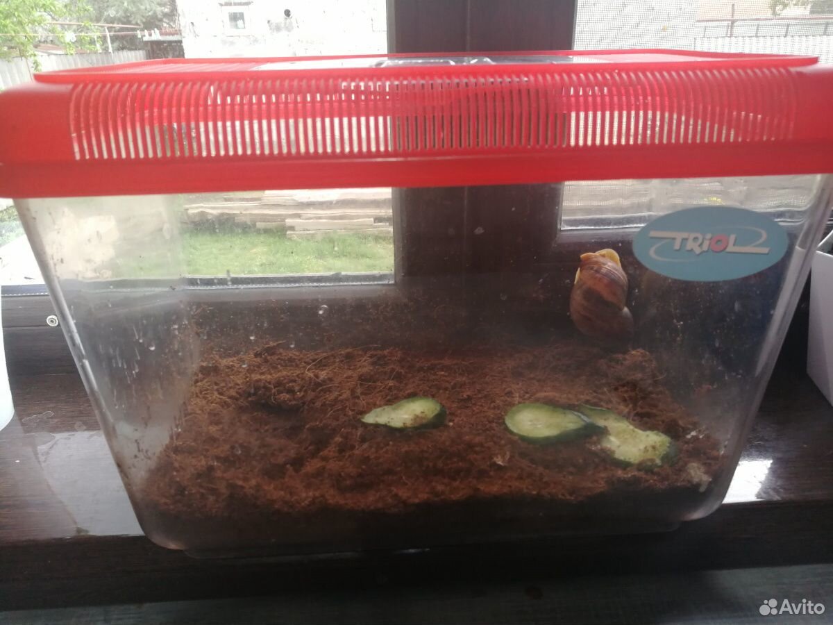 Аквариум для улитки + Ахатина бесплатно