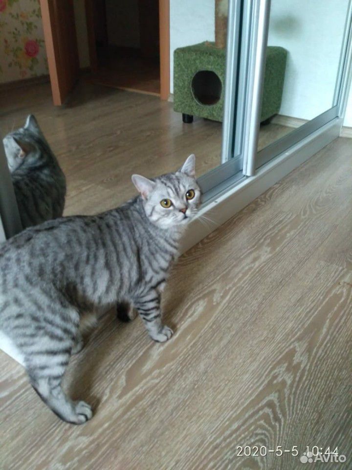 Американский гладкошорстый котик