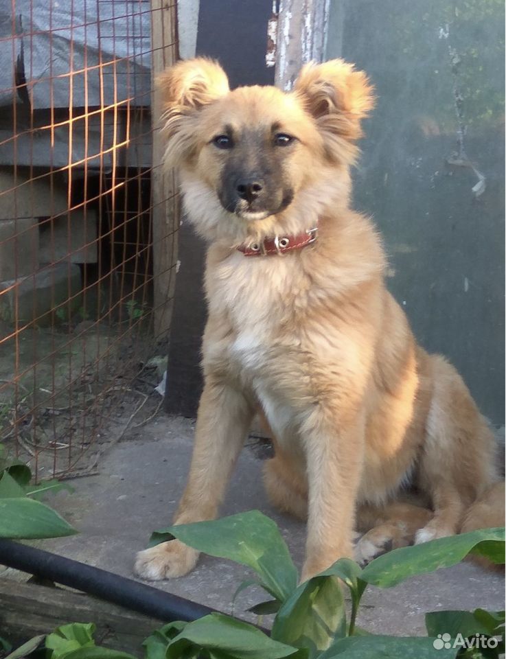 Собачка Роза в добрые руки