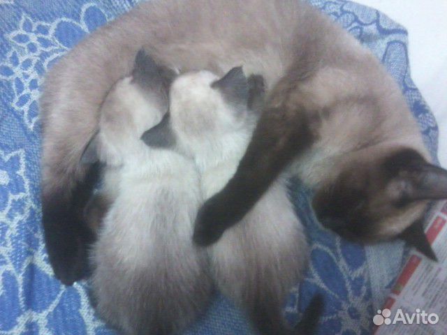 Породистые тайские котята