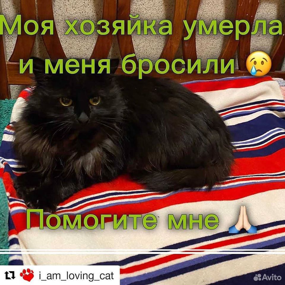 Сибирская, умница кошечка-красавица в добрые руки