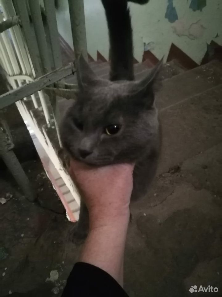 Отдам котика