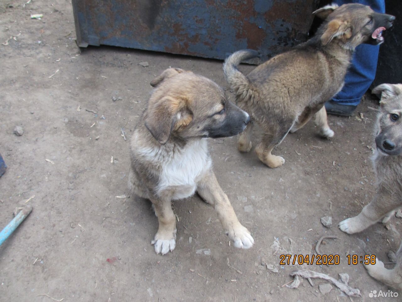 Щенок в добрые руки