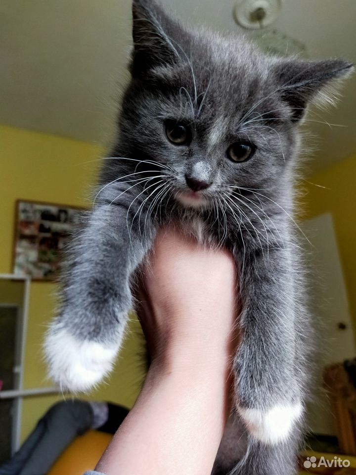 Отдам Котенка
