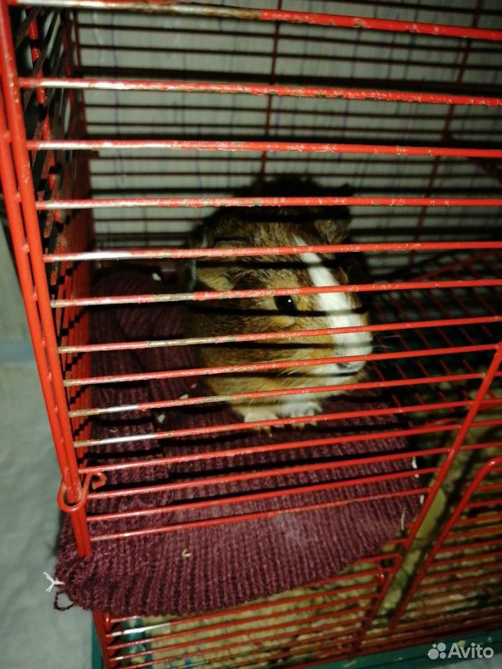 Морская свинка