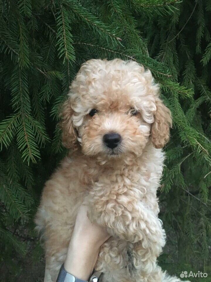 Мальтипу мальчик шикарный кудряш абркос