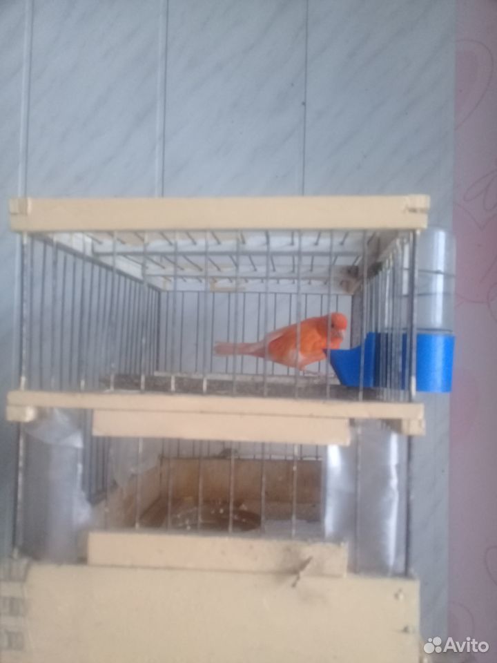 Предлагаю кенаров