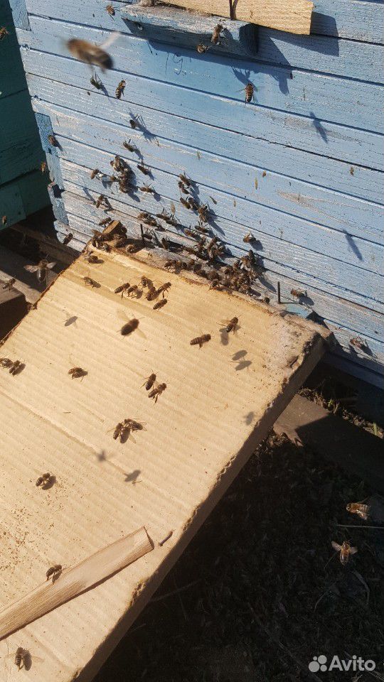 Продам семьи пчел