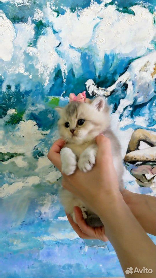 Шотландская кошечка драгоценного окраса