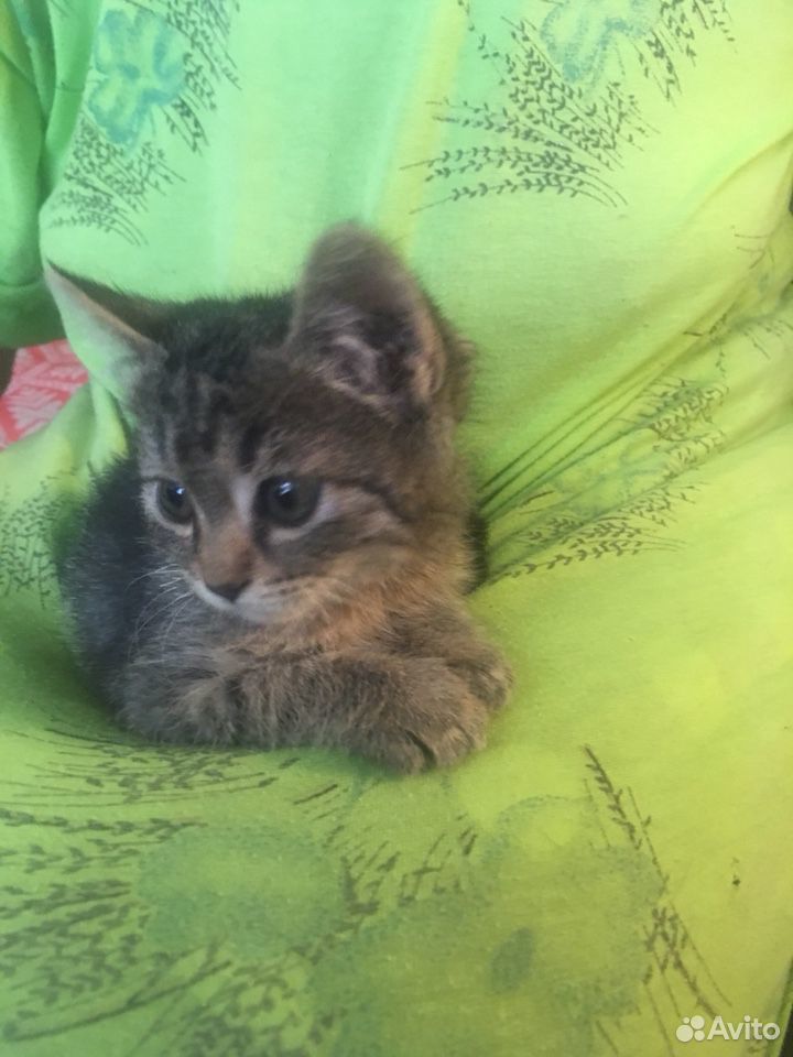 Кошечка 1.5 мес