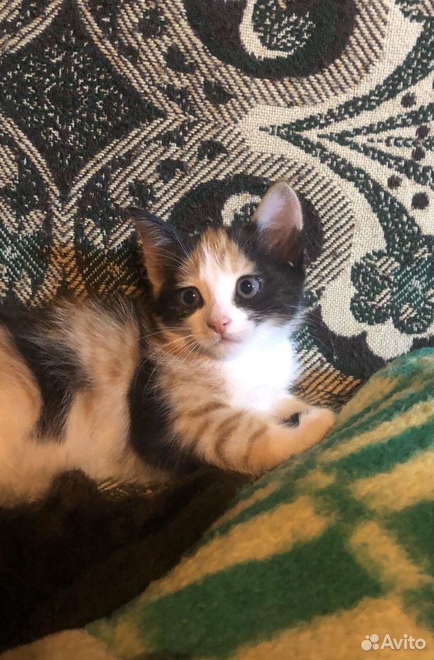 Котёнок девочка в добрые руки