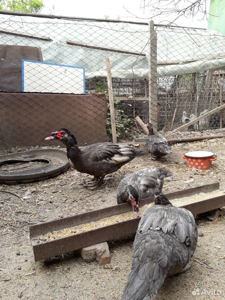 Голубые мускусные утки