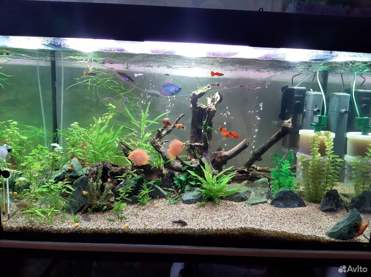 Аквариум 360л креветочник 2шт отсадник 1шт