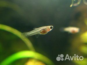 Мальки гуппи