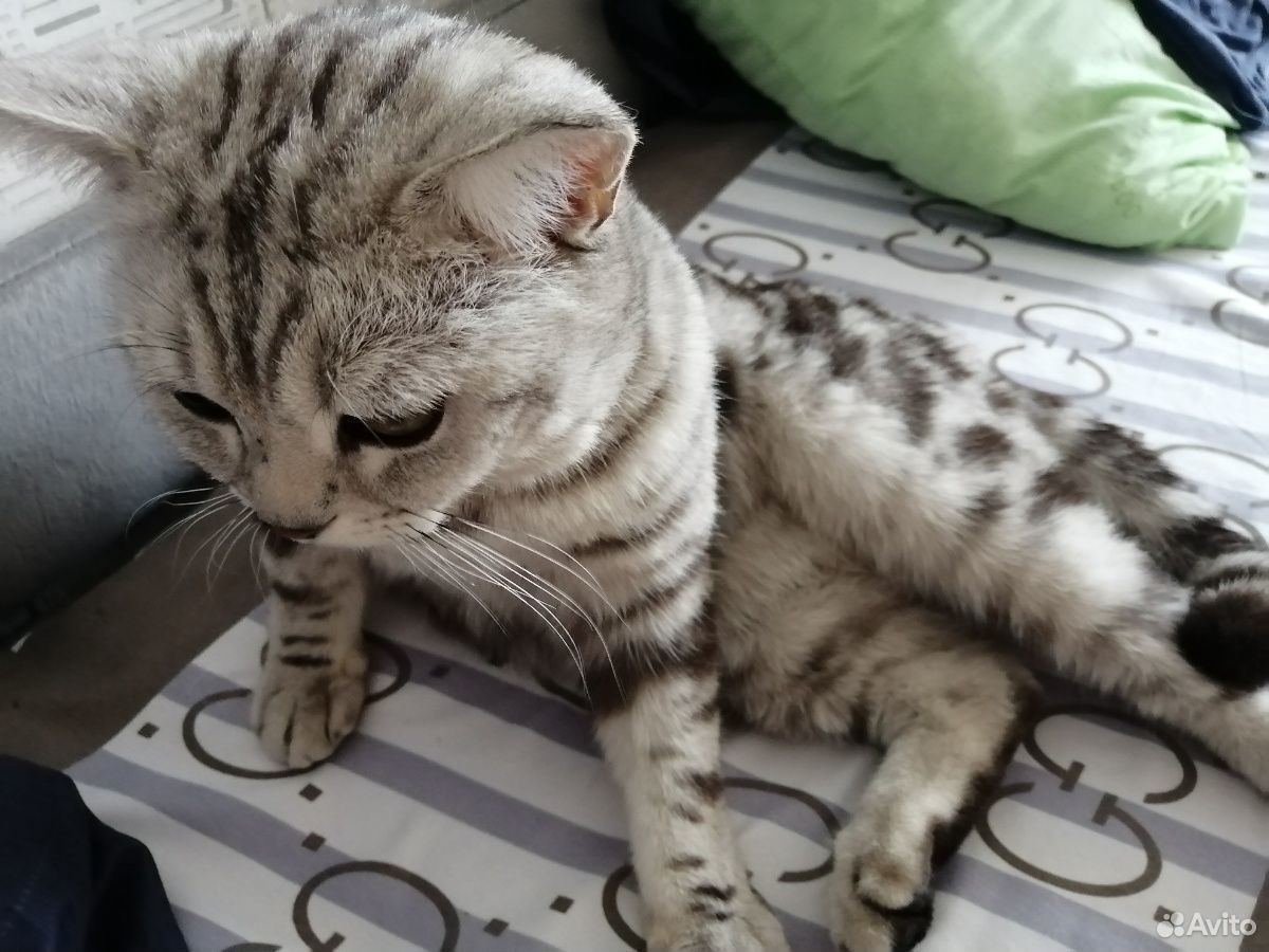 Кот Барни