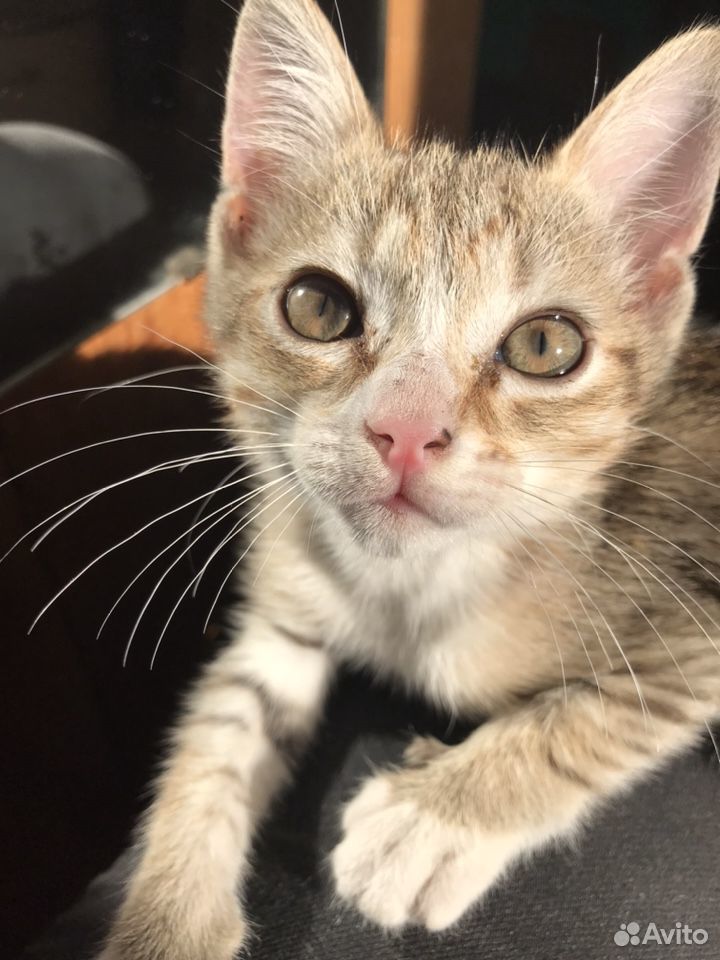 Кошка