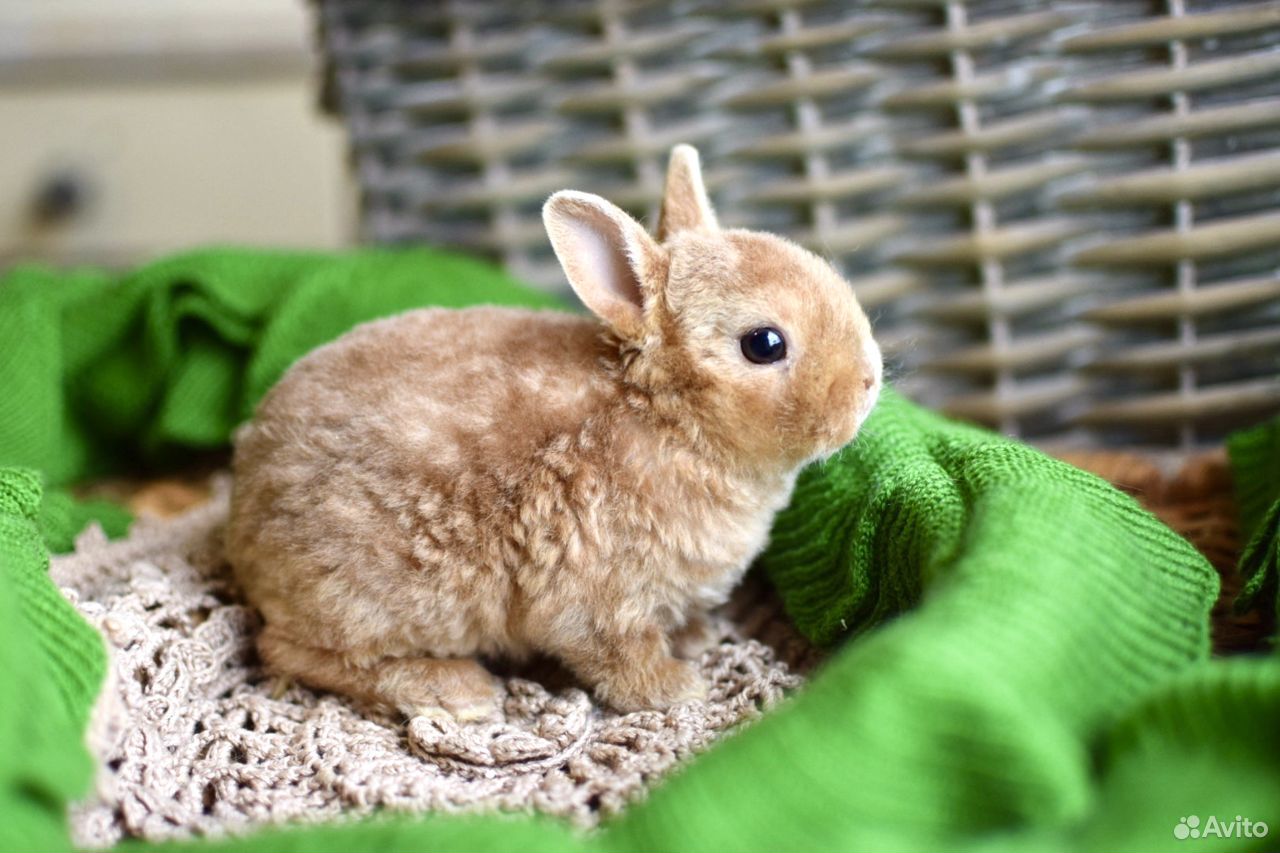 Декоративные карликовые крольчата с документами