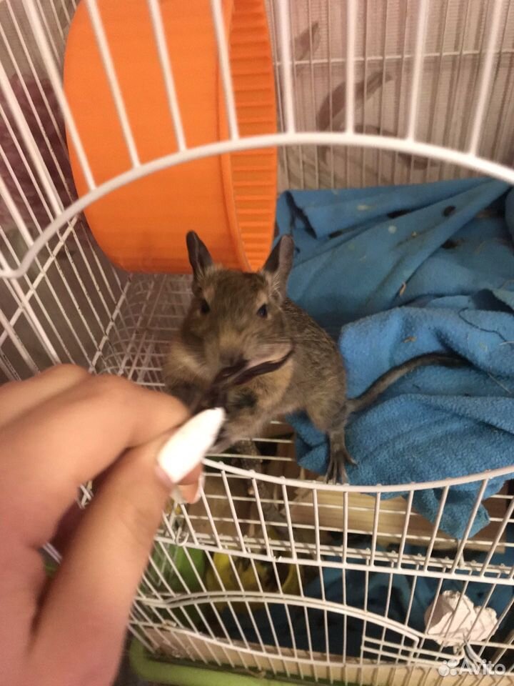 Дегу (чилийская белка)