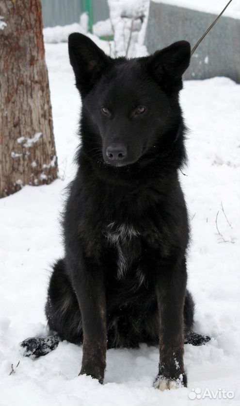 Алтай ищет хозяина