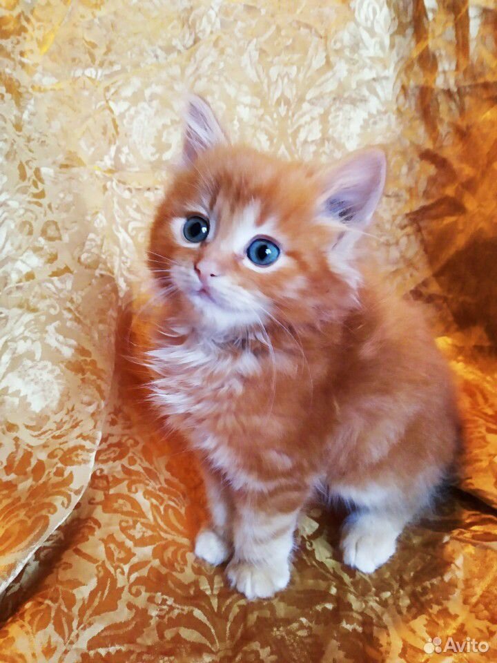 Котёнок Арнольд