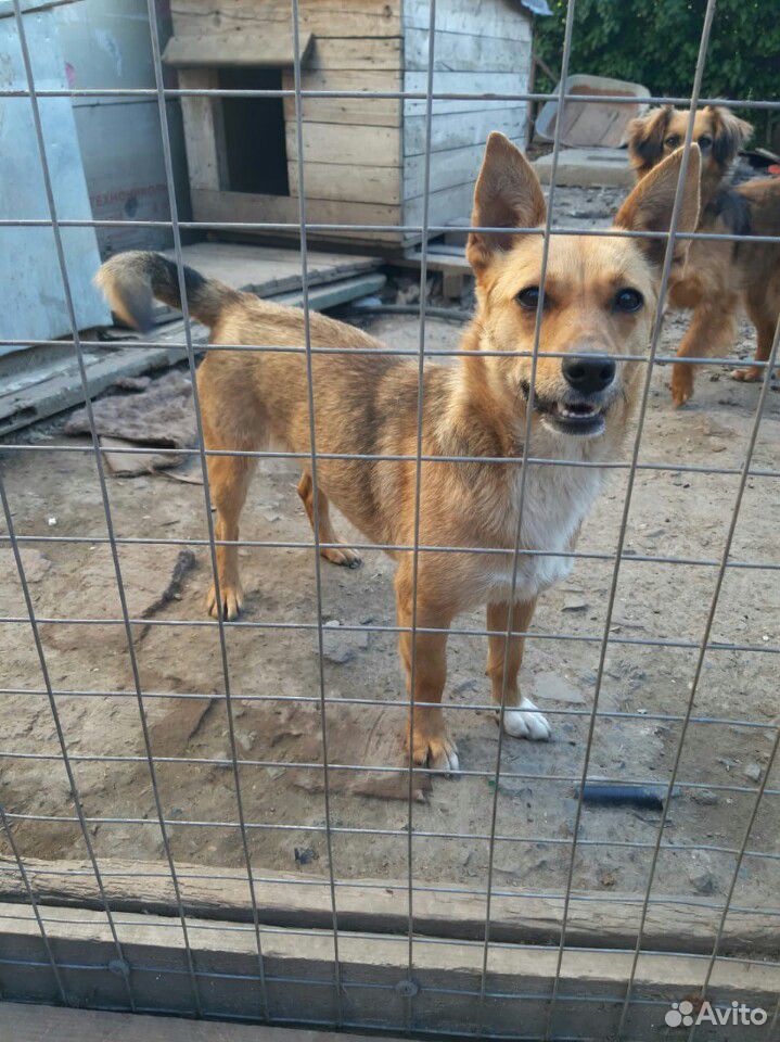 Лиска в поисках дома