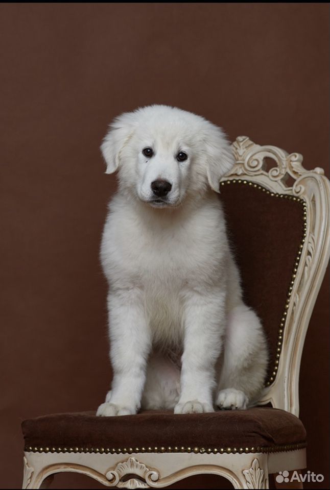 Щенки овчарки