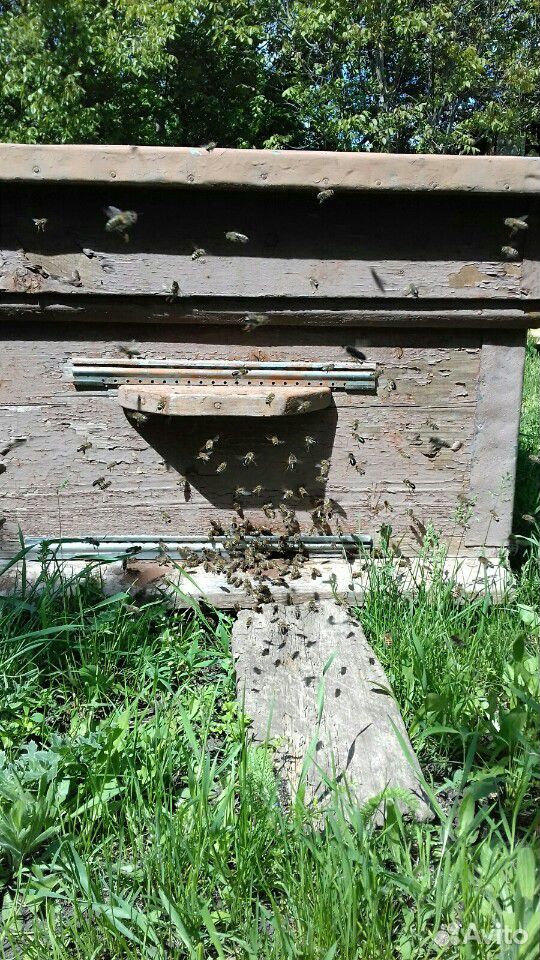 Продаются пчелы с ульем (лежак)