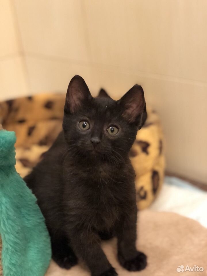 Котенок мальчик 2,5 мес