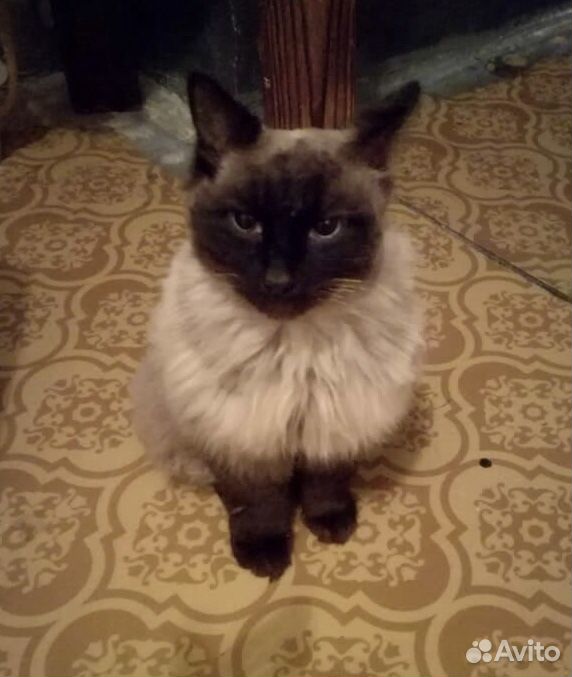 Кот сиамский бесплатно