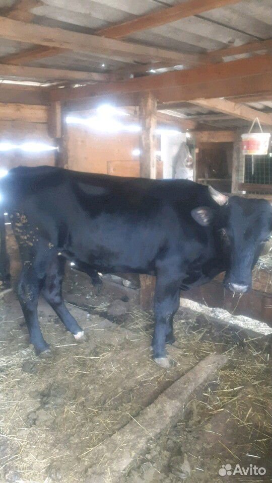 Бык 1 год 2 месяца