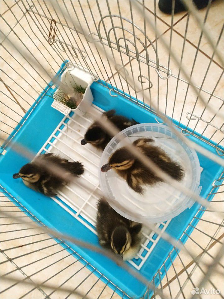 Дикие Утята