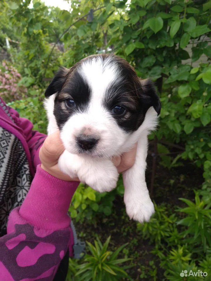 Щенок в дар