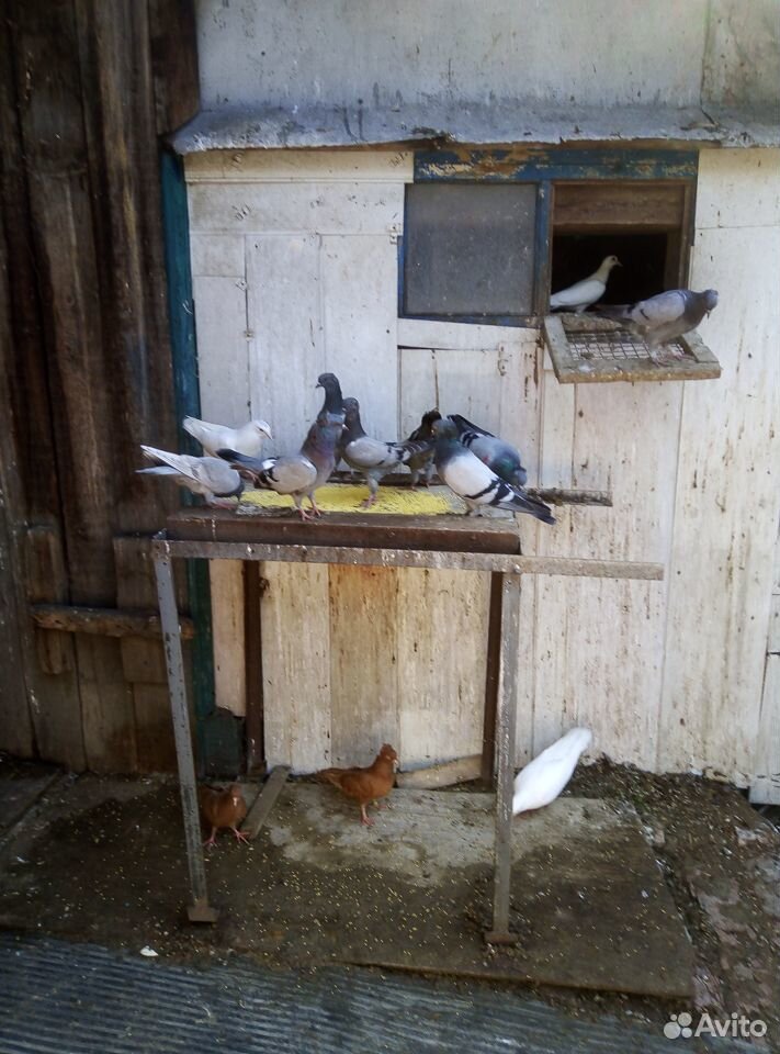 Продам синих молодых голубей