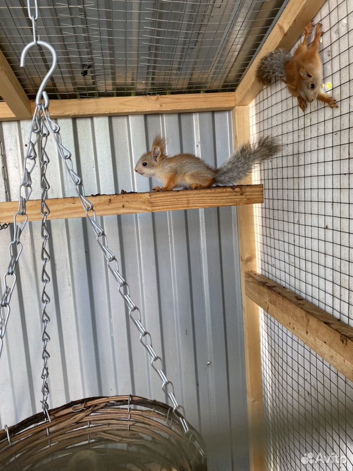 Белка Алтайская