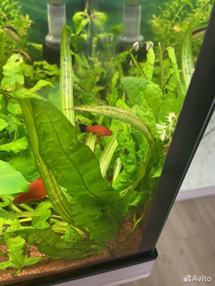 Меченосцы мальки